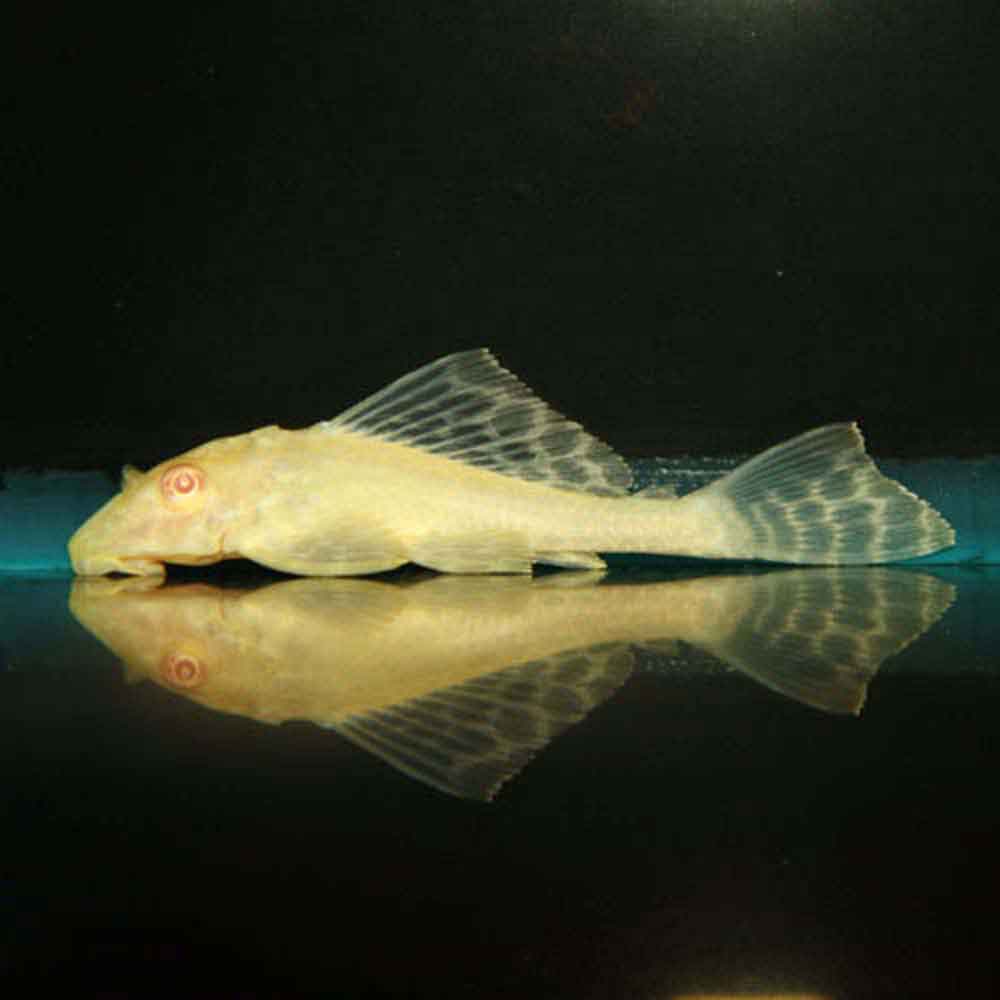 Albino Sail Fin Pleco - Pterygoplichthys gibbiceps - Small
