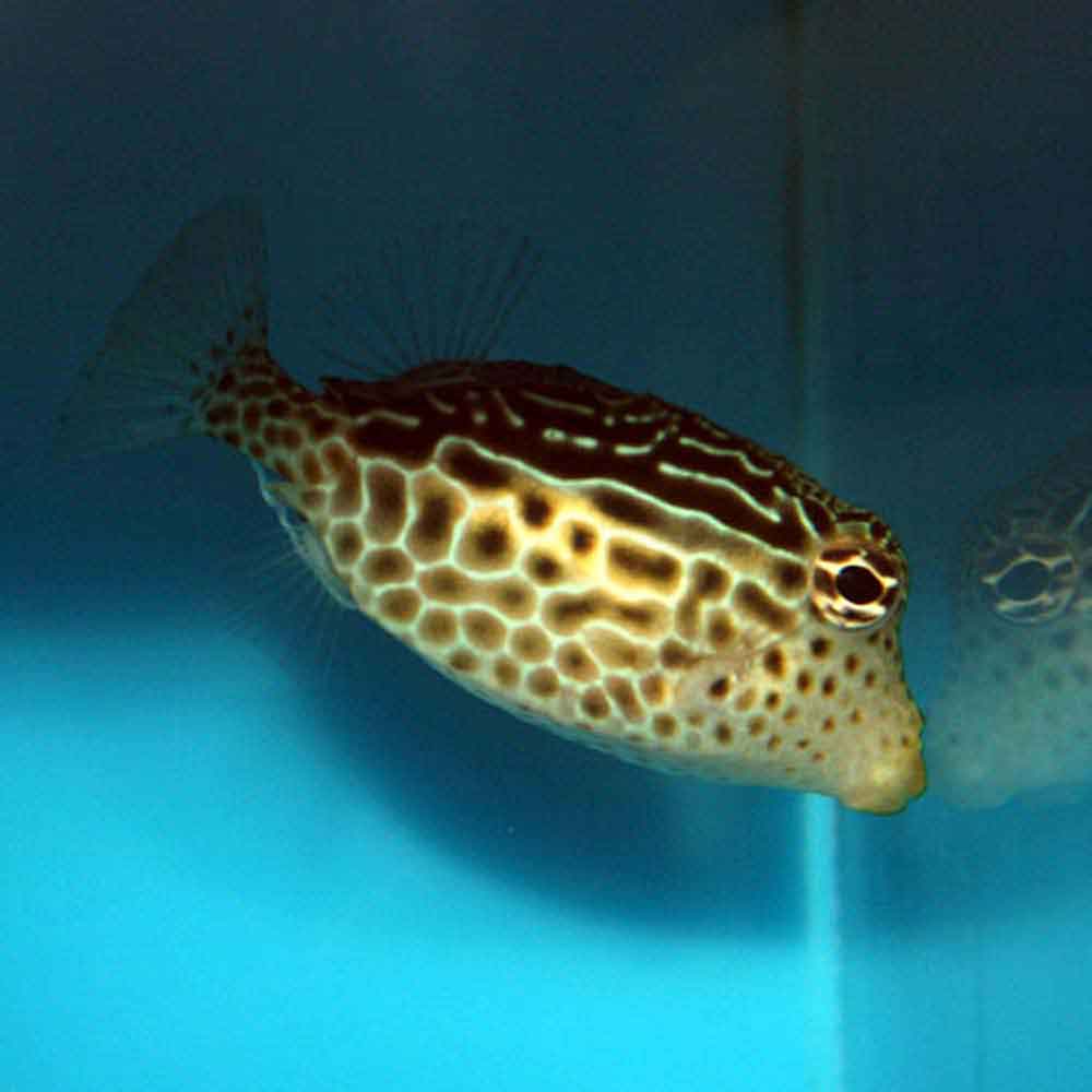 Reticulated Boxfish - Ostracion solorensis - Medium Female | ThatPetPlace.com