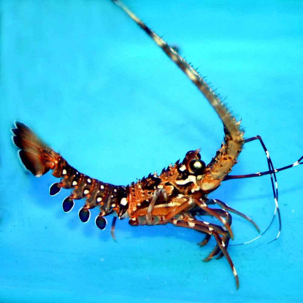 Spiny Lobster - Panulirus sp. - Small