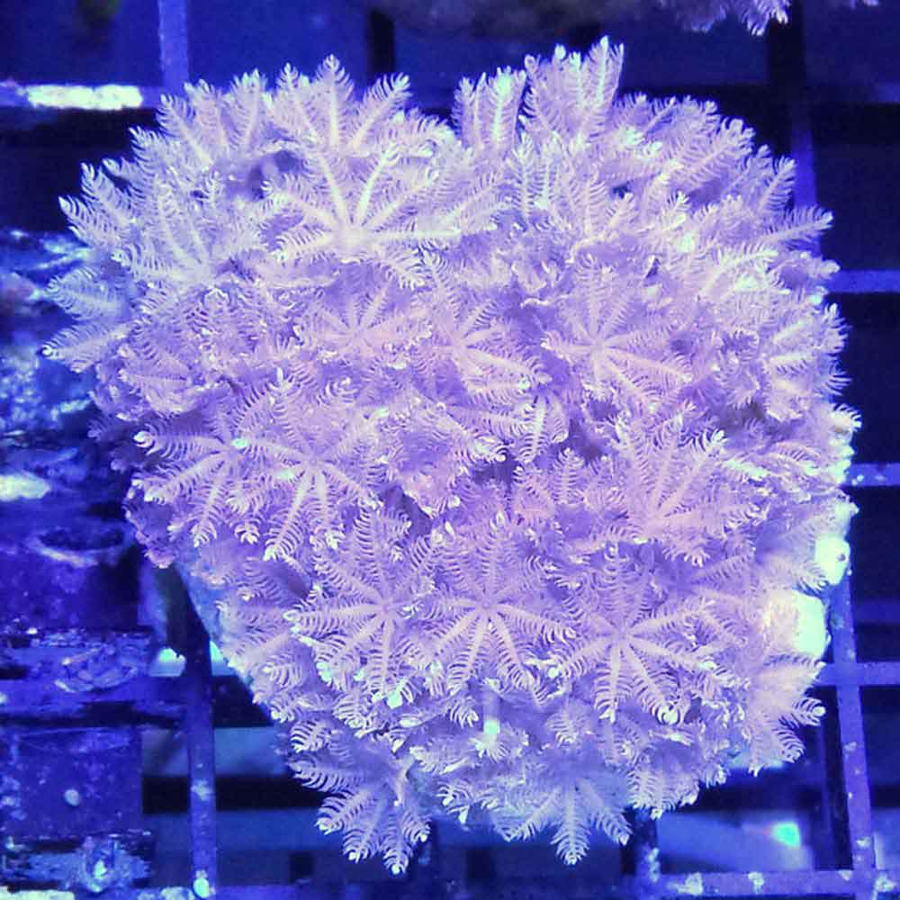 Pom Pom Xenia Coral Frag
