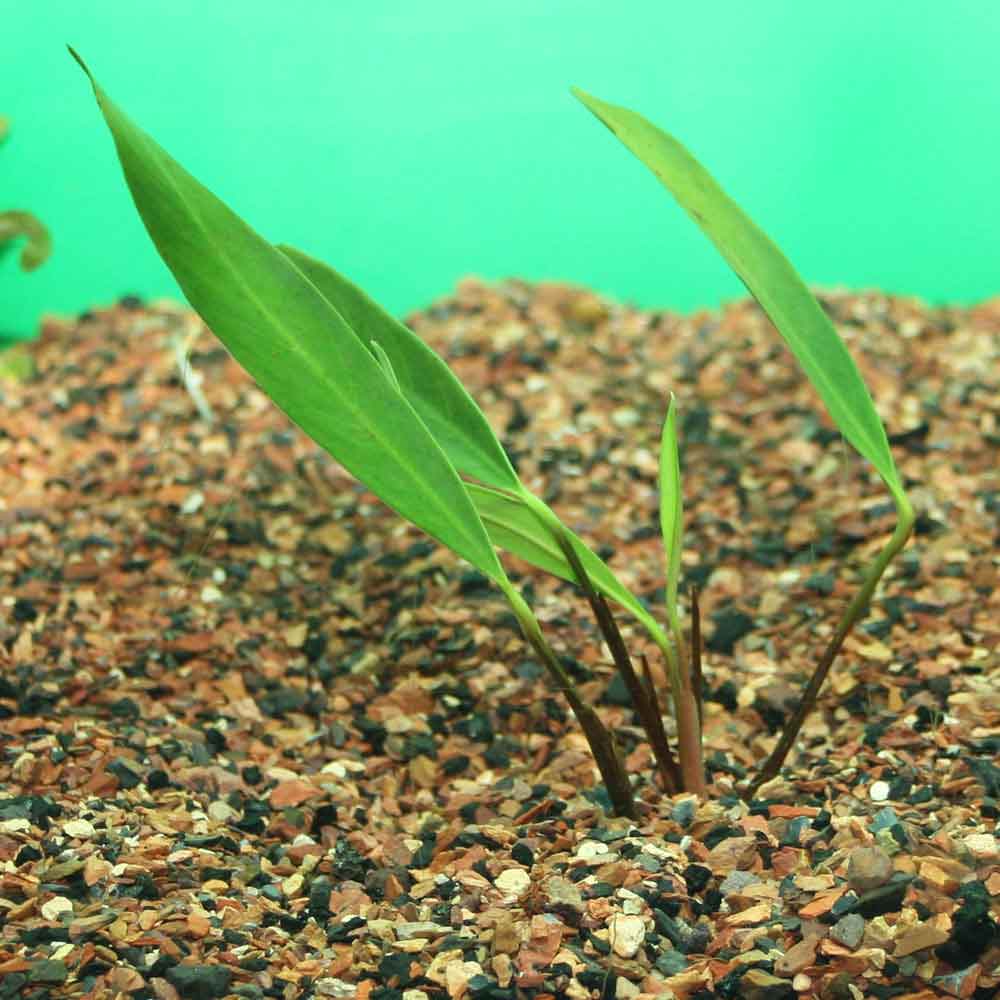 Anubias afzelii | That Fish Place