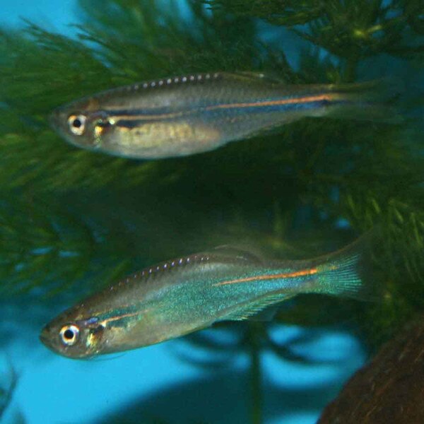 Blue Danio - Danio kerri