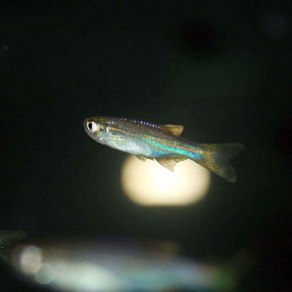 Blue Danio - Danio kerri