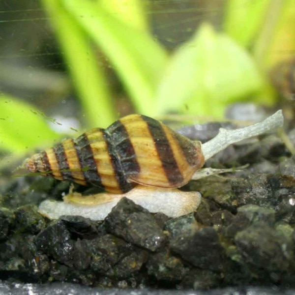 Assassin Snail - Anentome helena | ThatPetPlace.com