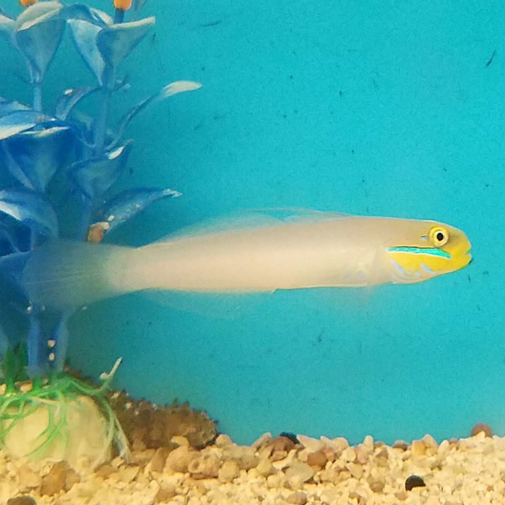 Gold Head Sleeper Goby - Valenciennea strigata - Small | ThatPetPlace.com