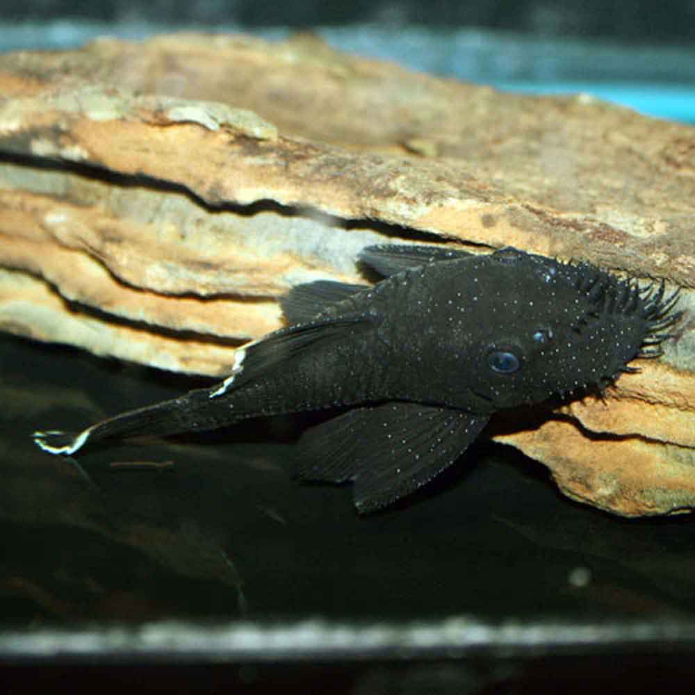 Starlight Bristlenose Pleco - Ancistrus dolichopterus L183 ...