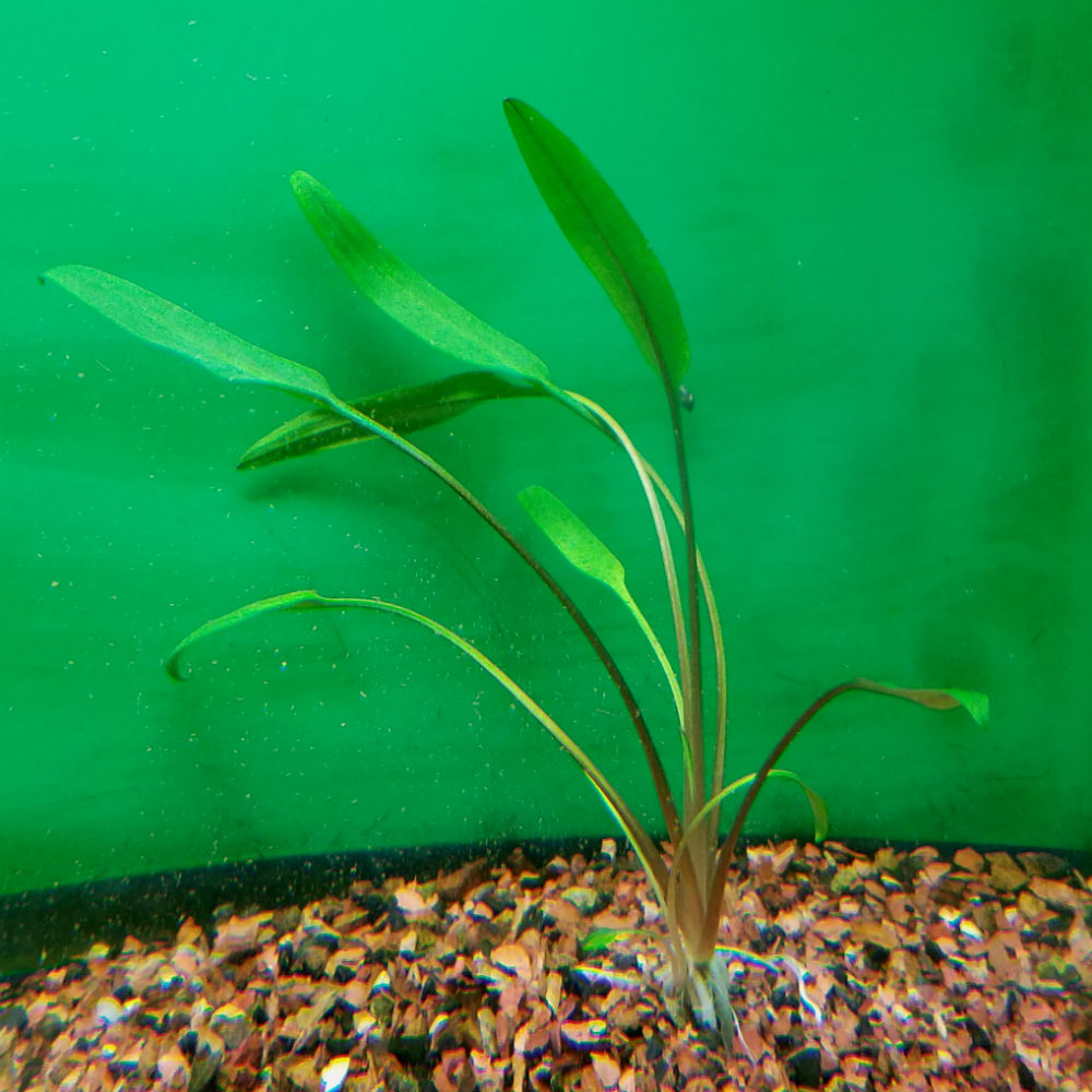 Cryptocoryne Lucens