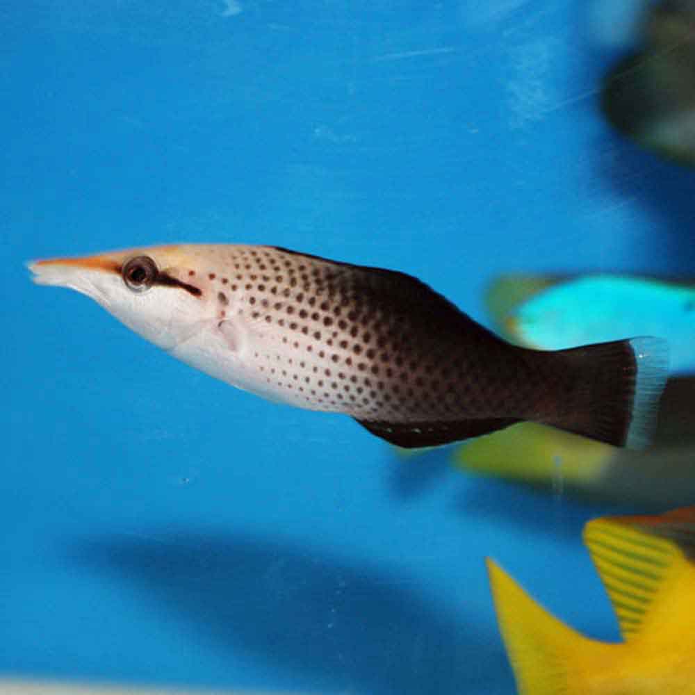 Bird Wrasse - Gomphosus varius - Medium Female