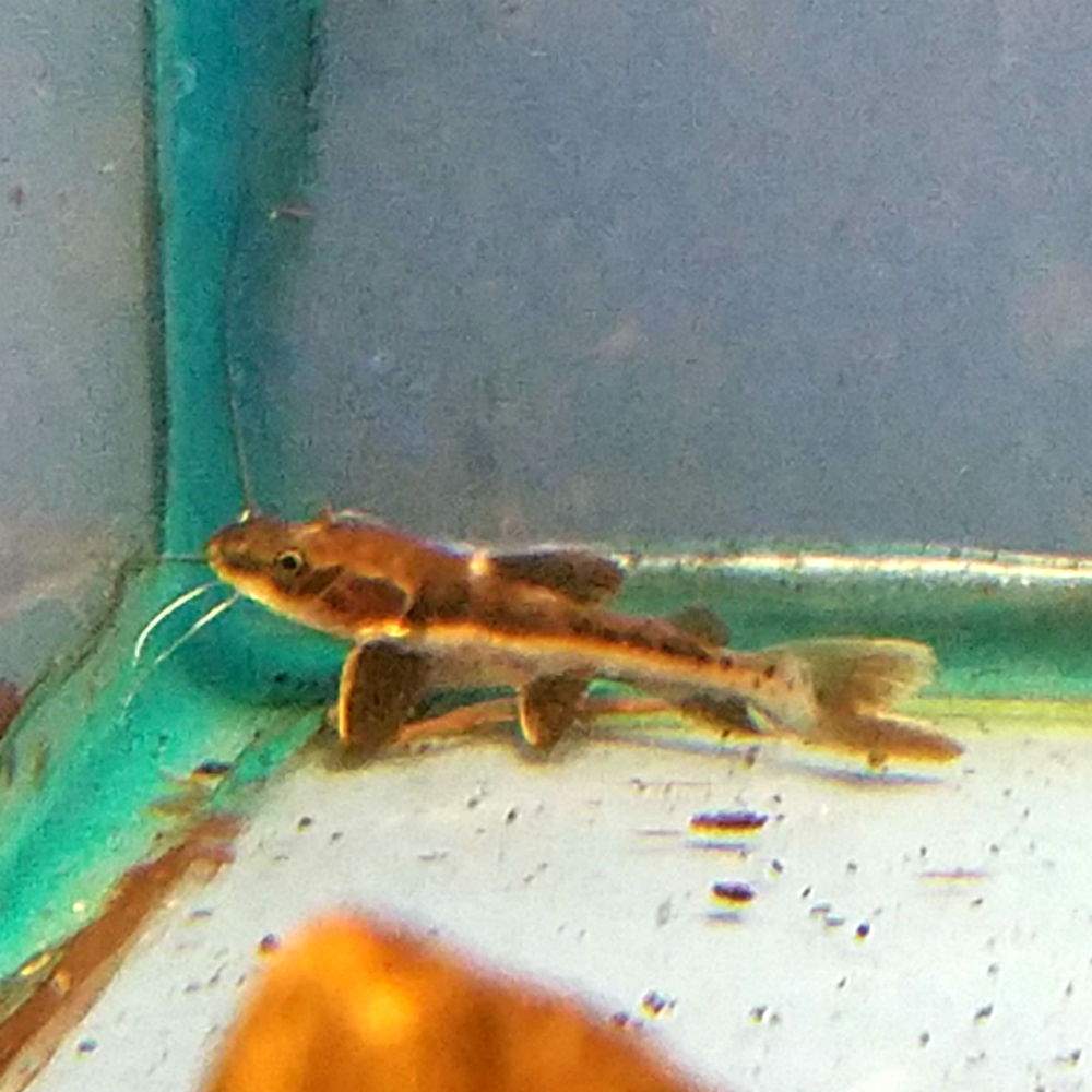 Red Tail Catfish Hybrid