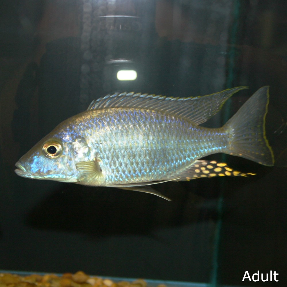 Longnose Peacock - Aulonocara rostratum - Large Juvenile | ThatPetPlace.com