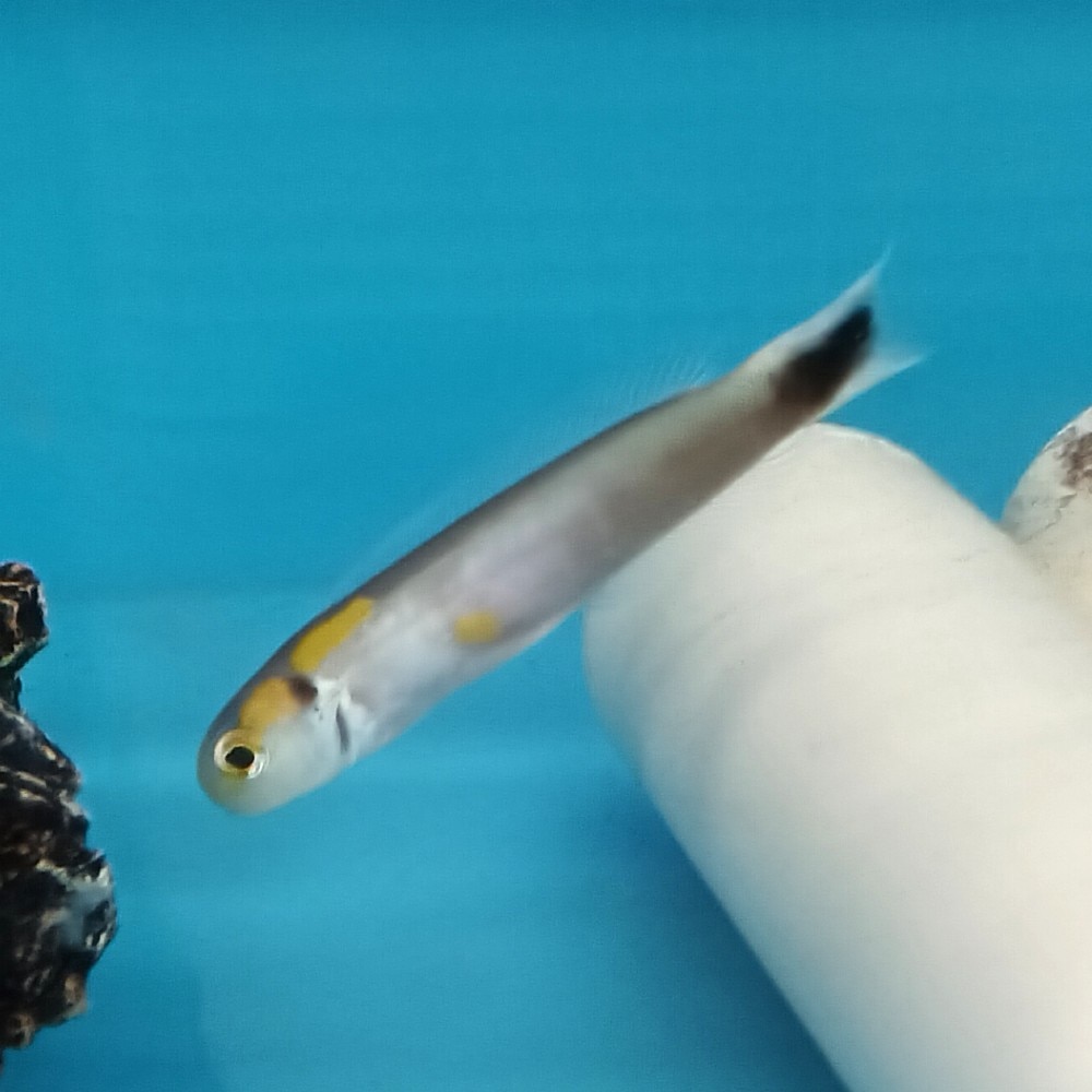 Yellow-spotted Tilefish - Hoplolatilus fourmanoiri