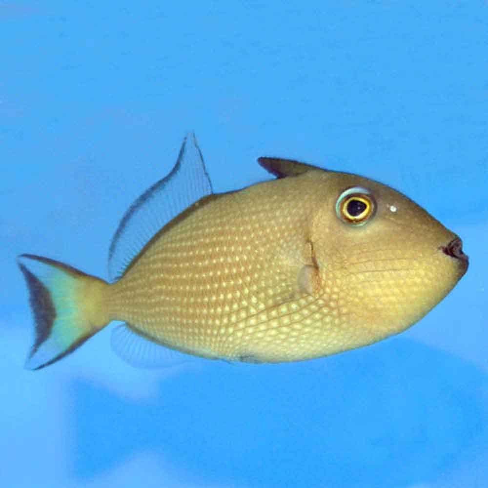 Blue Jaw Trigger - Xanthichthys auromarginatus - Med. Female