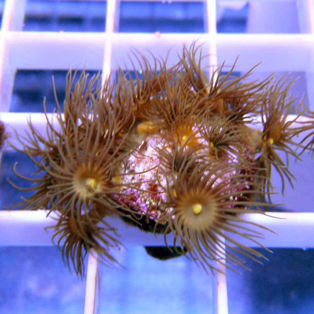 Golden Polyp Frag - Parazoanthus gracilis