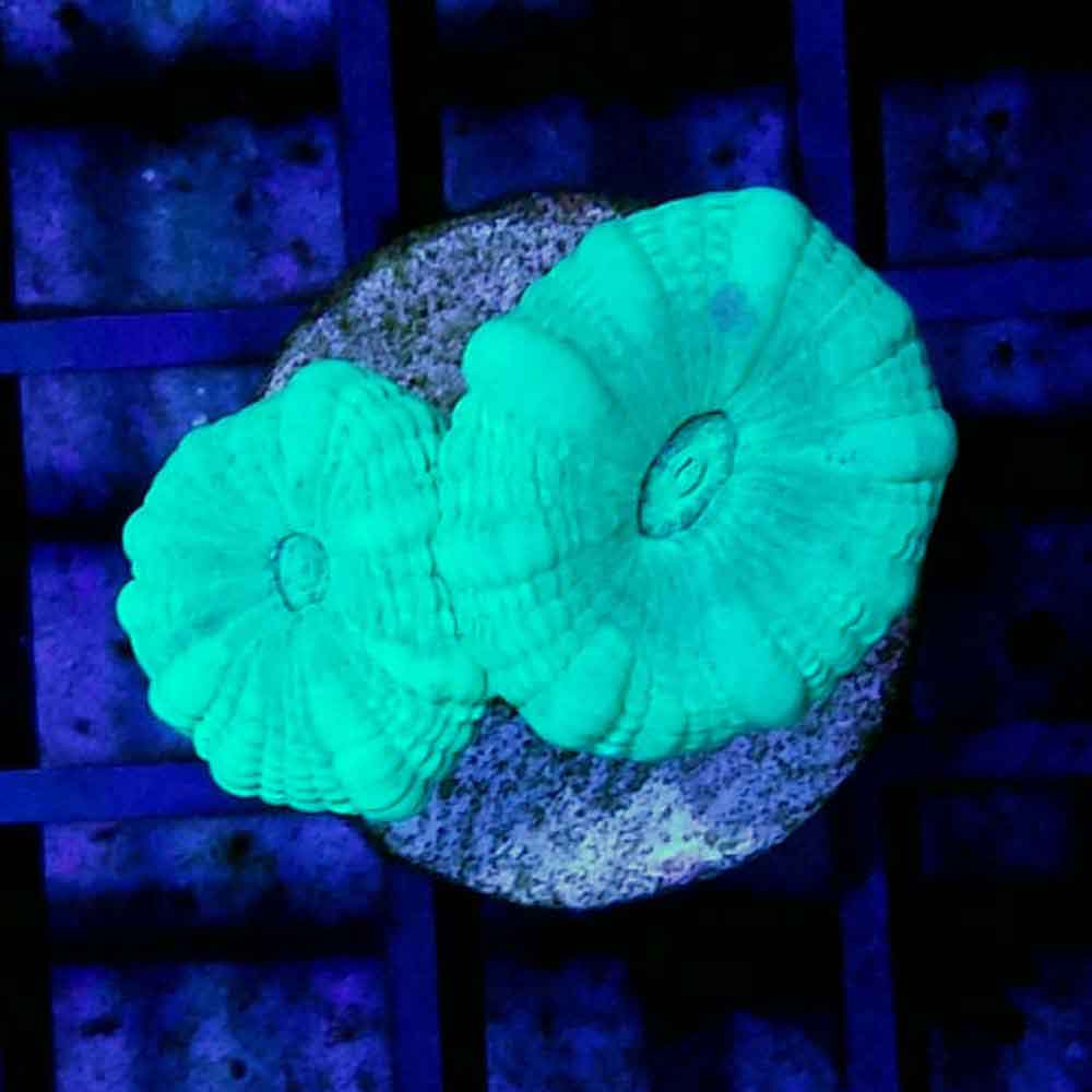 Green Trumpet Coral Frag - Caulastrea sp. | ThatPetPlace.com