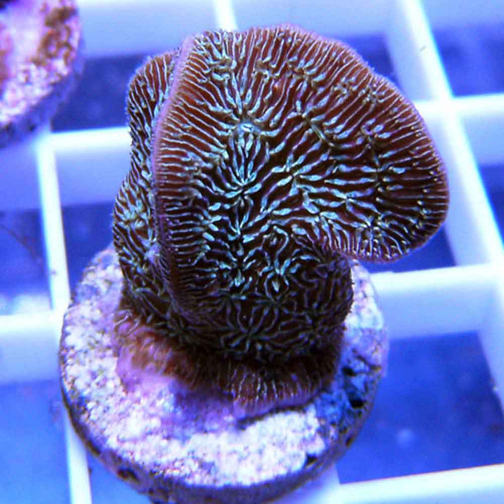 Green Pavona Frag - Pavona sp. | ThatPetPlace.com