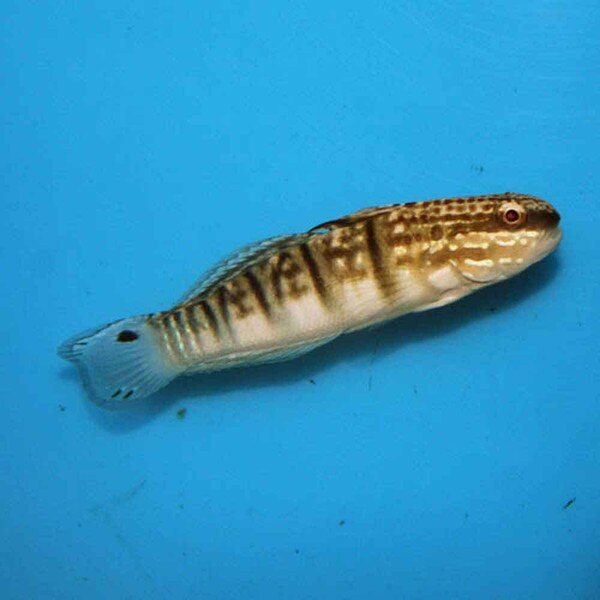Dragon Goby - Amblygobius phalaena - Small