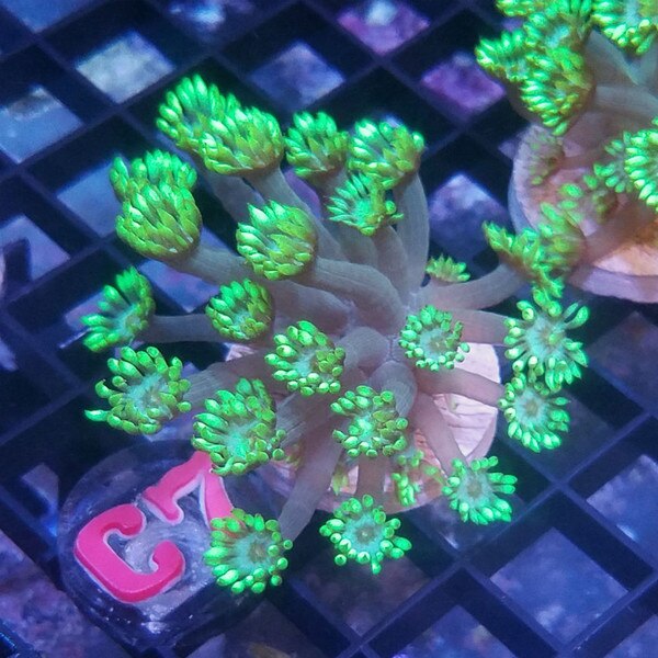 Metallic Green Goniopora Frag - Goniopora sp.