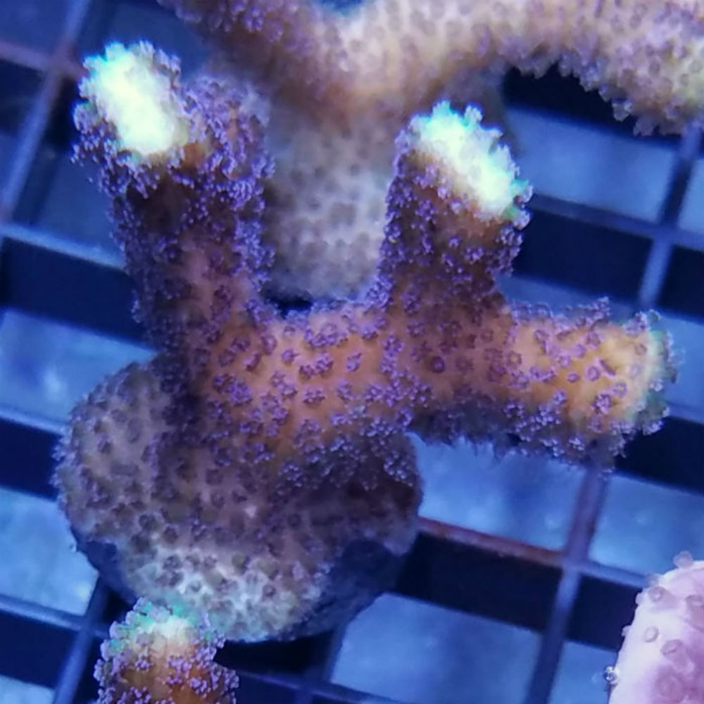 Purple Stylophora Frag - Stylophora sp. (ORA) | thatpetplace.com