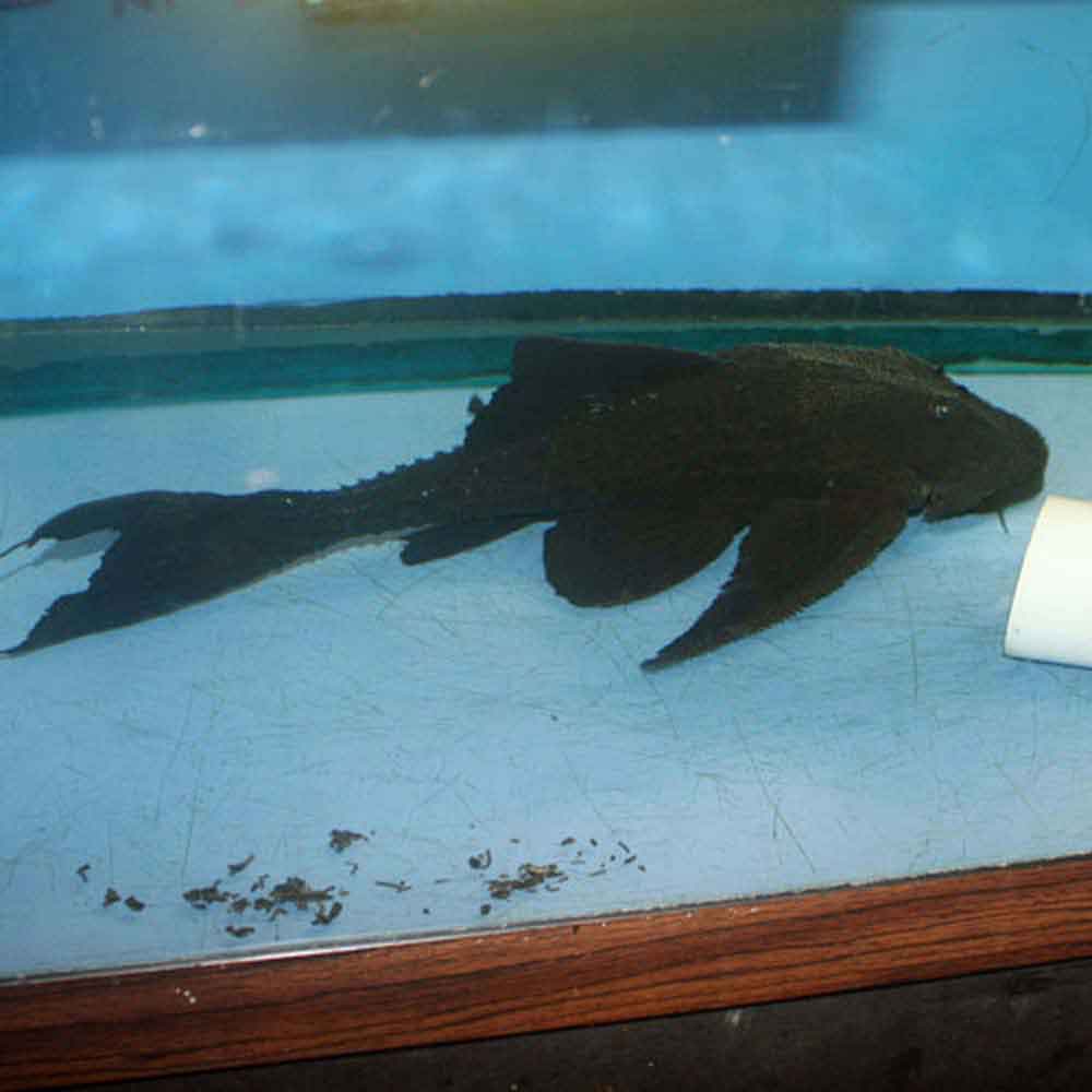 Adonis Pleco - Acanthicus adonis - Small