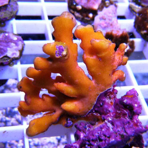 Orange Lace Coral - Distichopora sp. | That Fish Place