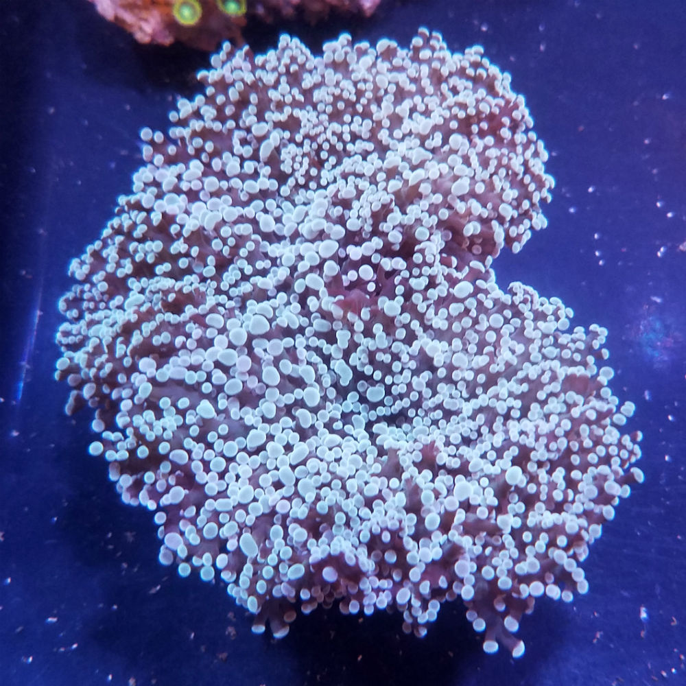 Purple/Pink Wall Frogspawn Coral - Euphyllia divisa | ThatPetPlace.com