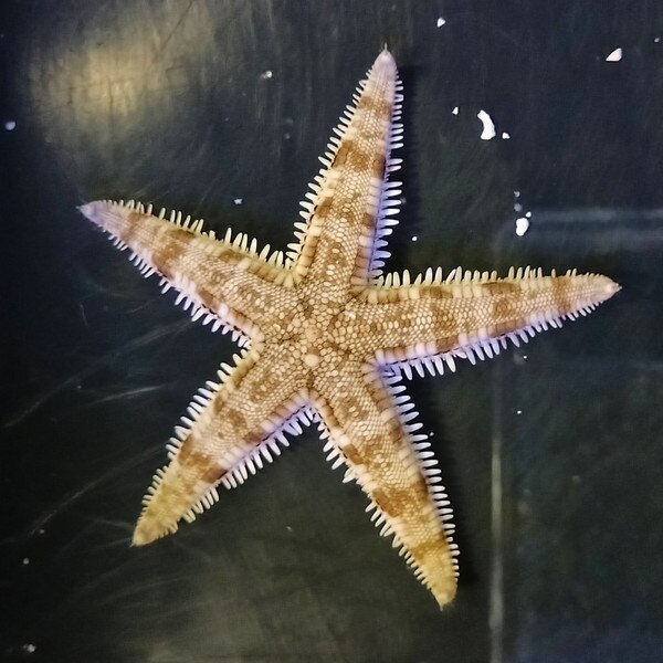White Sandsifting Starfish - Astropecten polycanthus