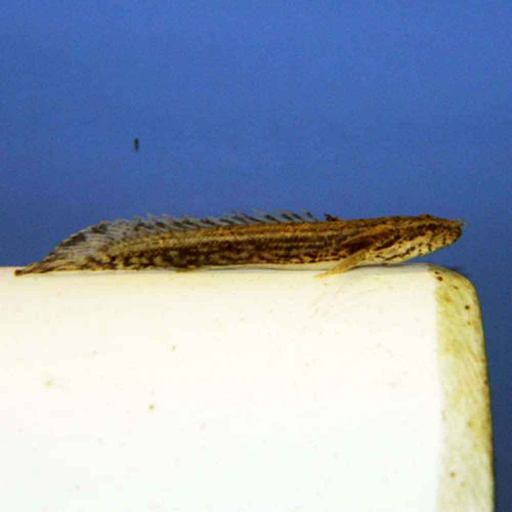 Saddled Bichir - Polypterus endlicheri endlicheri - Small ...