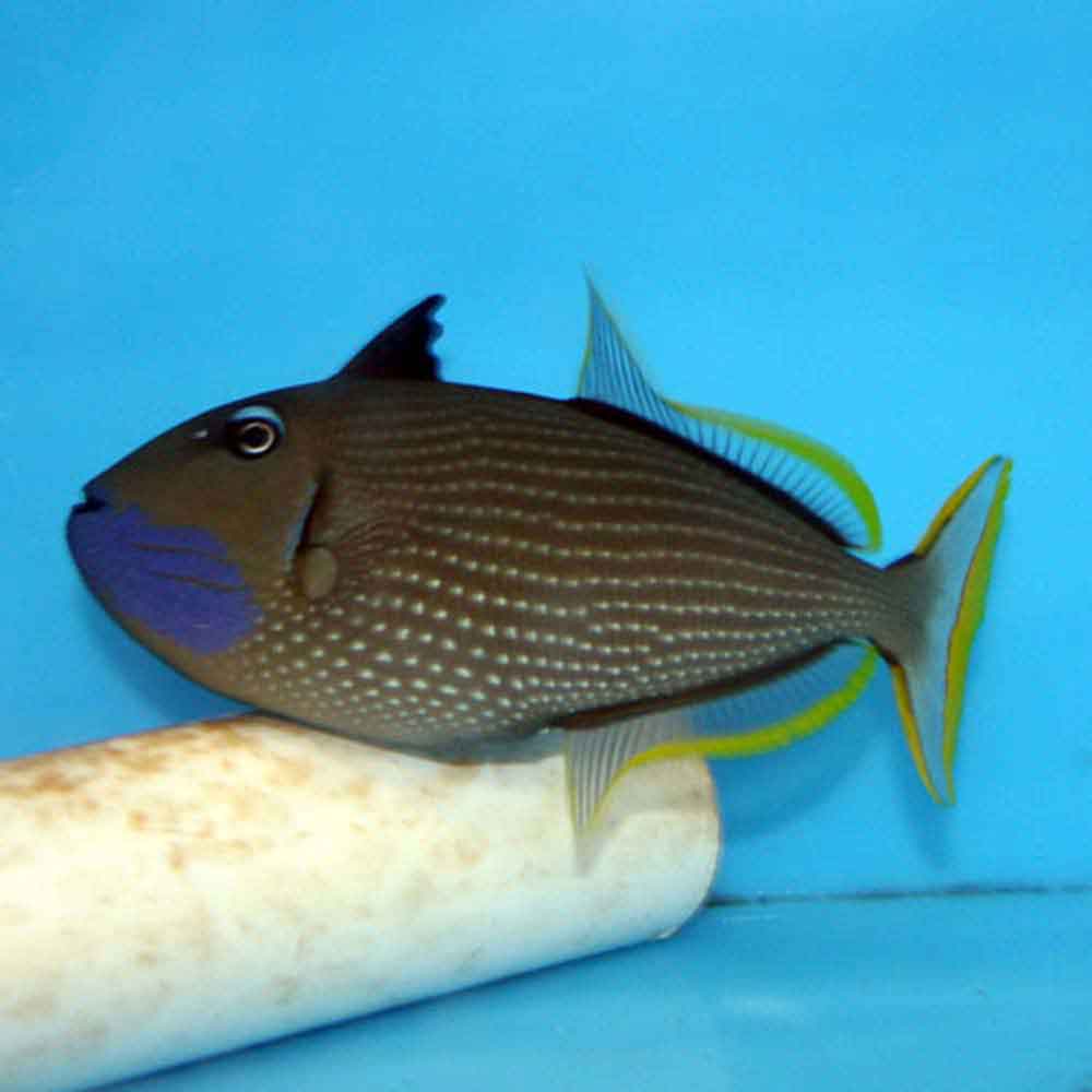 Blue Jaw Trigger - Xanthichthys auromarginatus - Medium Male