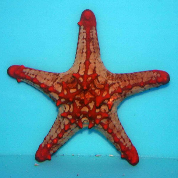 Red Knobbed Starfish - Protoreaster lincki - Medium Red Knobbed Starfish - Protoreaster lincki - Medium