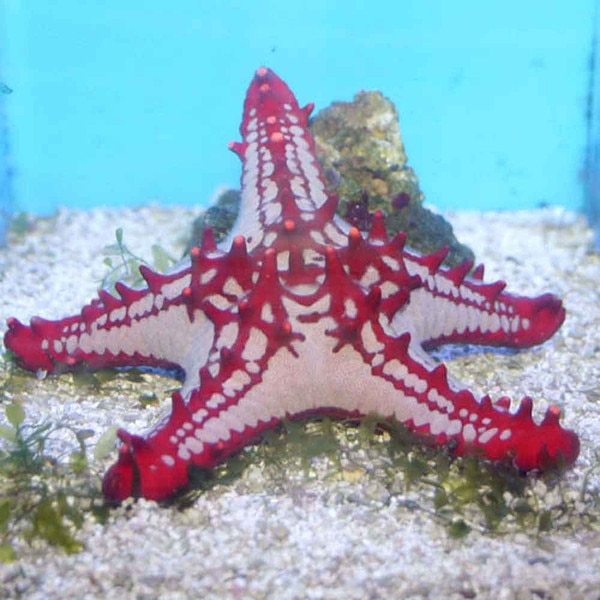 Red Knobbed Starfish - Protoreaster lincki - Medium Red Knobbed Starfish - Protoreaster lincki - Medium