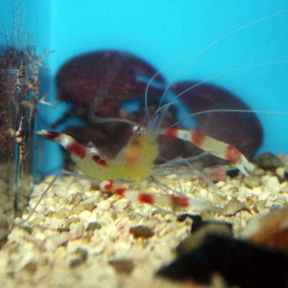 Blue-leg Gold Banded Coral Shrimp - Stenopus cyanoscelis