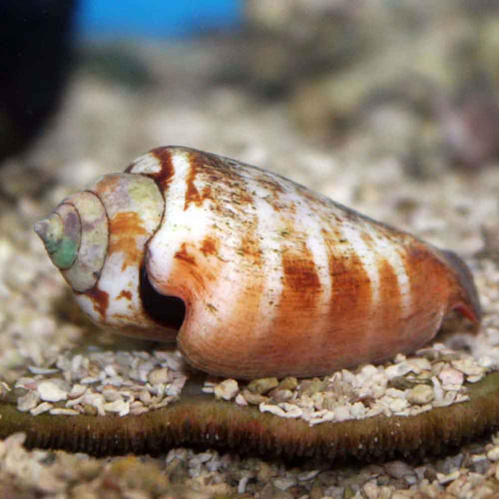 Strawberry Conch Snail - Strombus luhuanus | That Fish Place