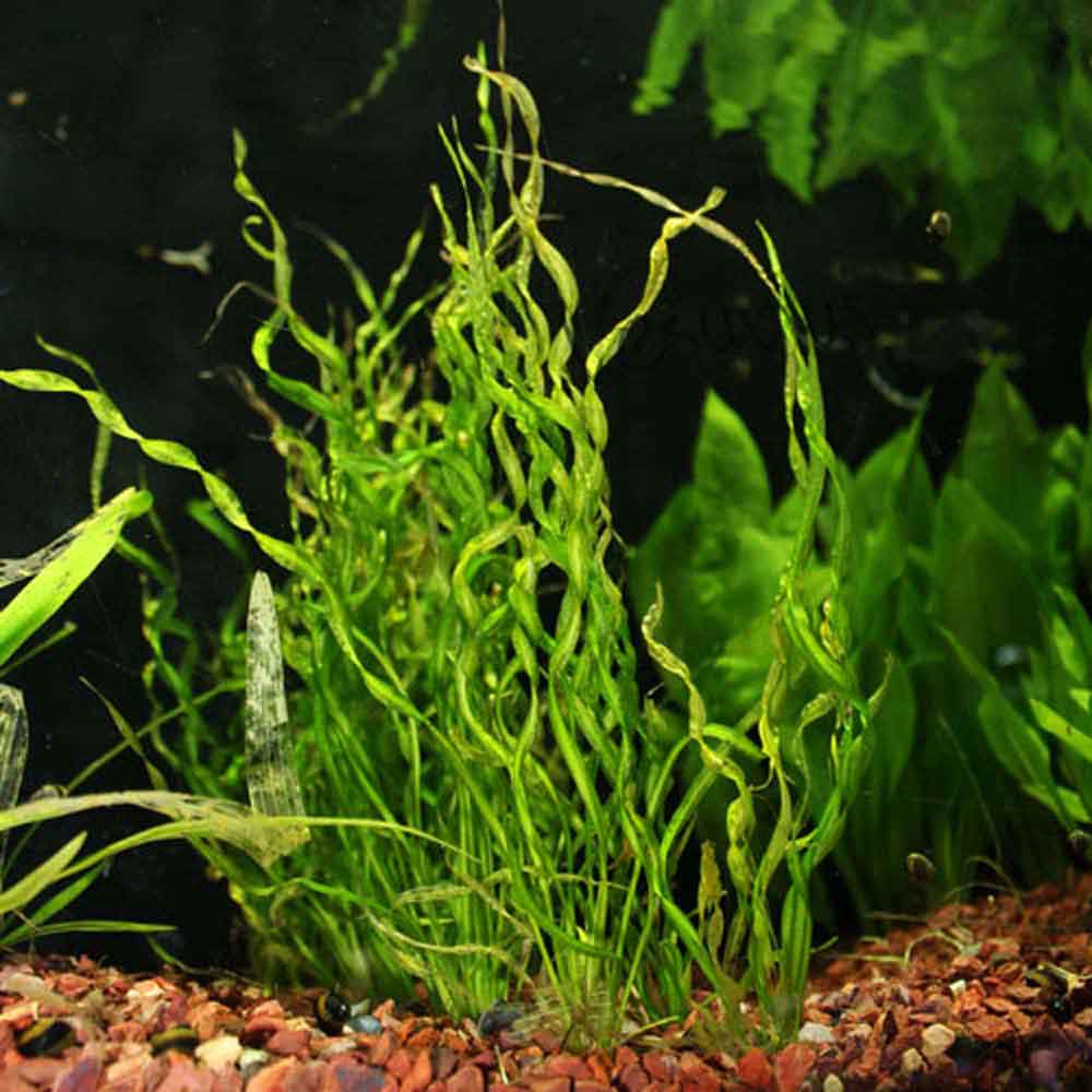 Vesuvius Sword - var. 'vesuvius' | ThatPetPlace.com