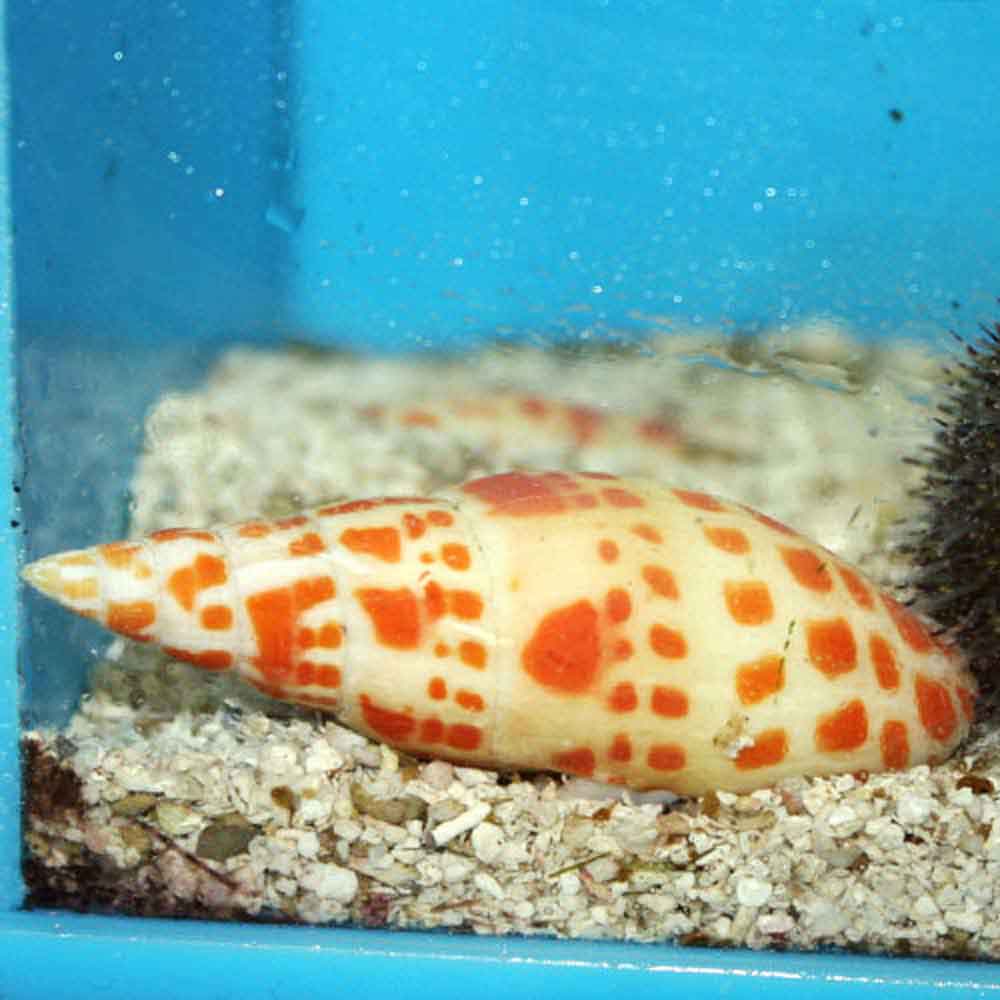 Episcopal Miter Snail - Mitra mitra | ThatPetPlace.com