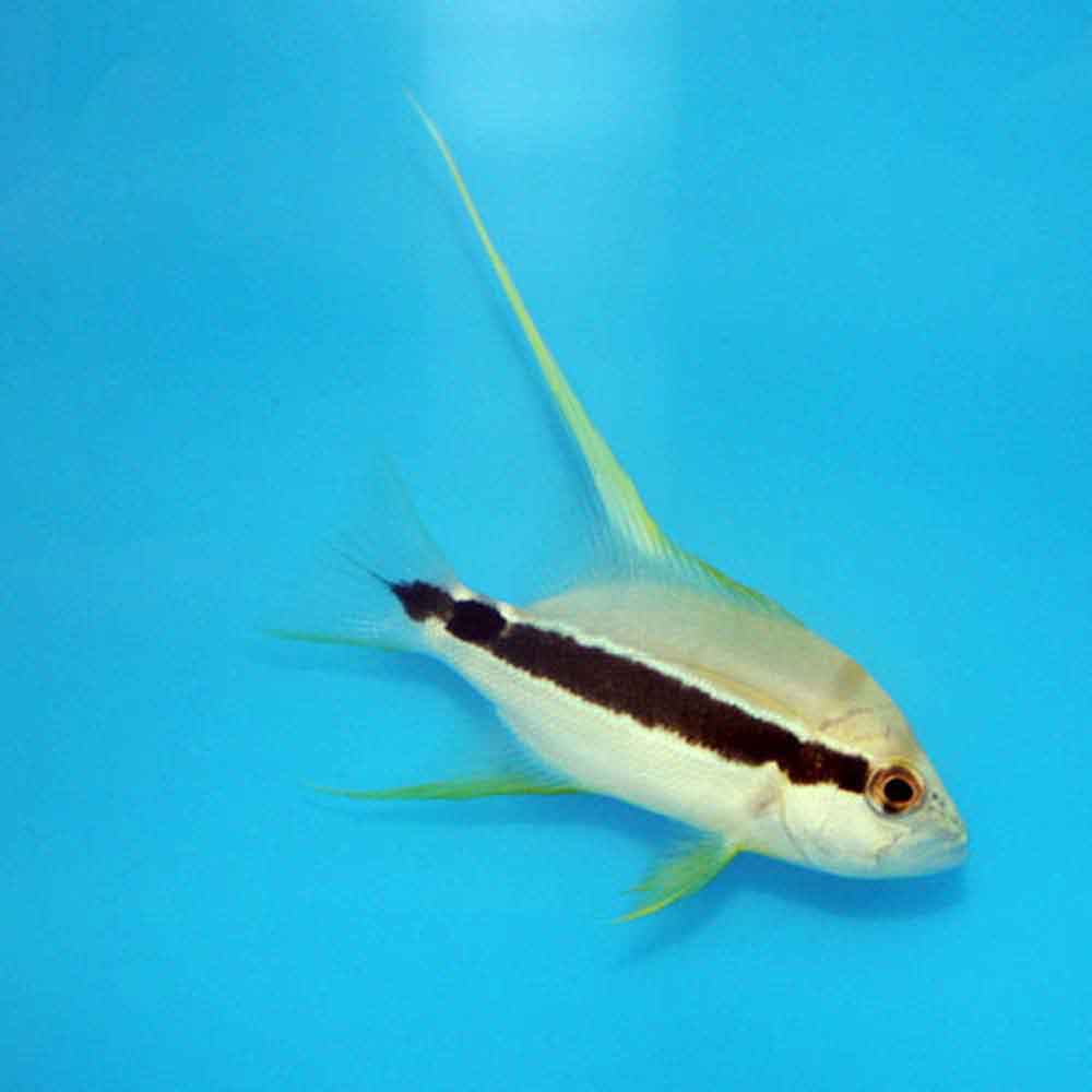 Majestic Snapper - Symphorichthys spilurus - Juvenile