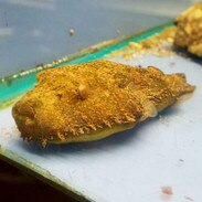 Pufferfish - Puffer Fish For Freshwater Aquariums | thatpetplace.com