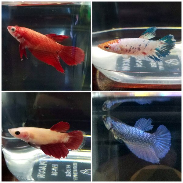 Half Moon Betta - Betta splendens - Female | ThatPetPlace.com