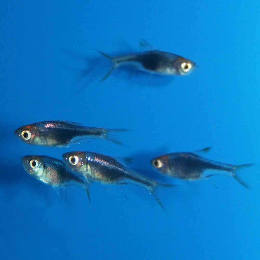 Purple Harlequin Rasbora - Trigonostigma heteromorpha
