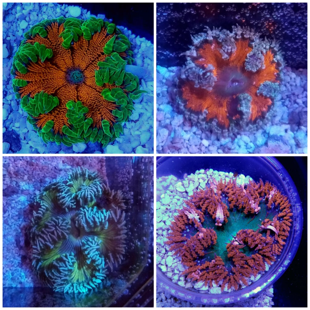 Ultra Neon Flower Anemone - Epicystis crucifer | ThatPetPlace.com