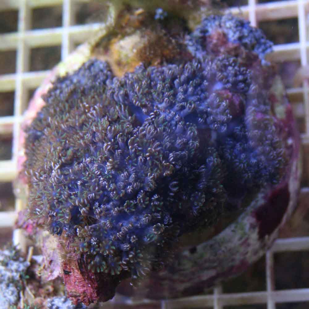 Blue Sympodium Coral - Sympodium sp. | That Fish Place