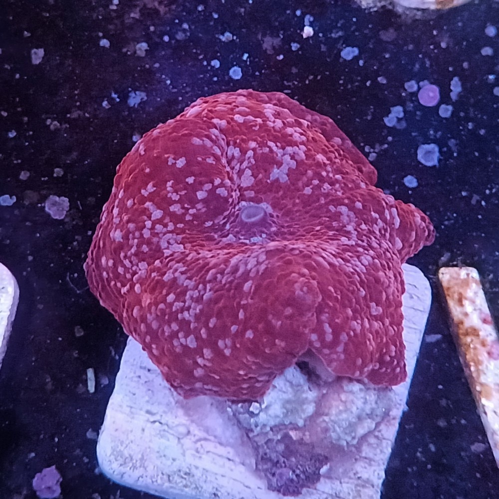 Ultra Red Mushroom - Discosoma sp. - Single Polyp