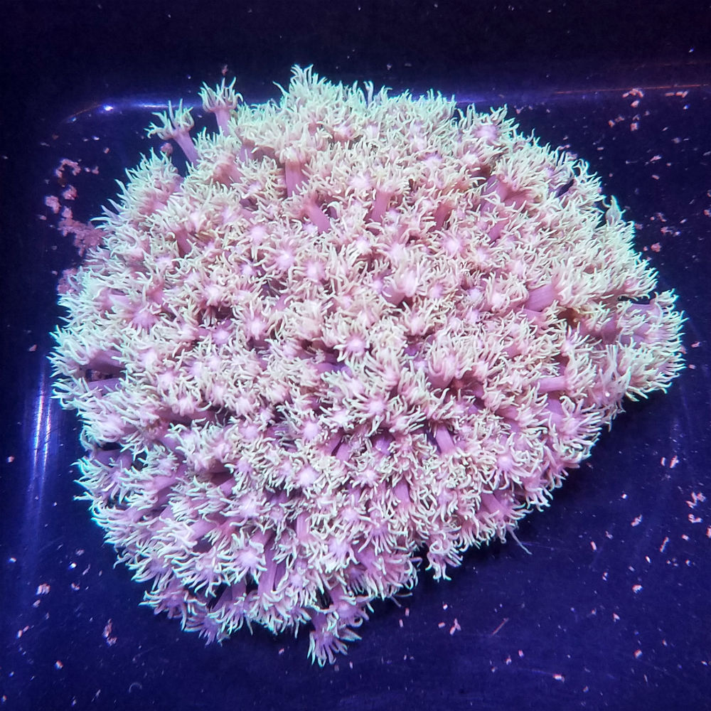 Short-polyped Goniopora - Goniopora sp. | That Fish Place