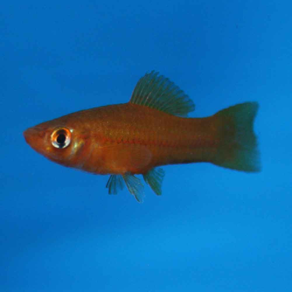 Brick Swordtail - Xiphophorus helleri | That Fish Place
