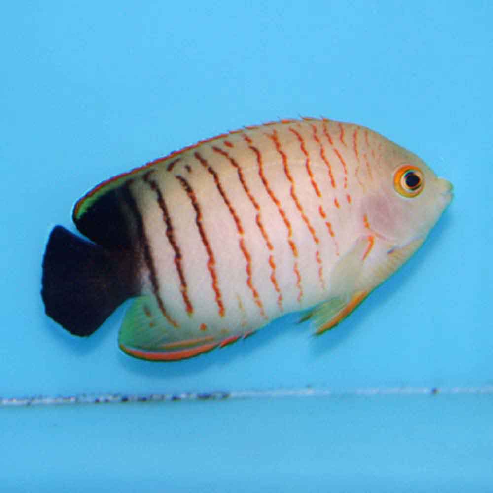 Eibli Pygmy Angel - Centropyge eibli