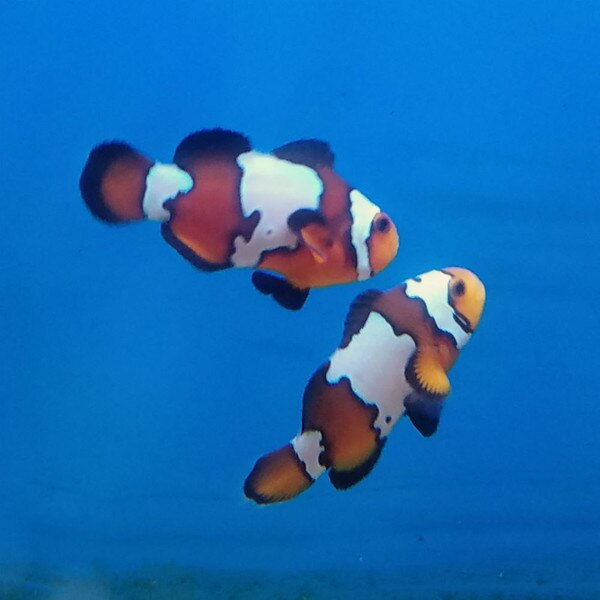 Black Ice Snowflake Clownfish - Amphiprion ocellaris - Captive Bred ...