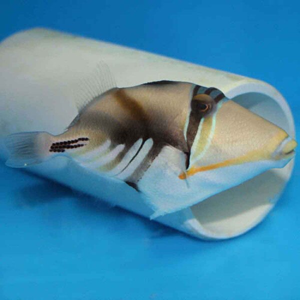 Huma Huma Trigger - Rhinecanthus aculeatus - Small/Medium