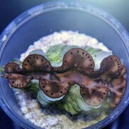 Clams for Aquariums | That Fish Place