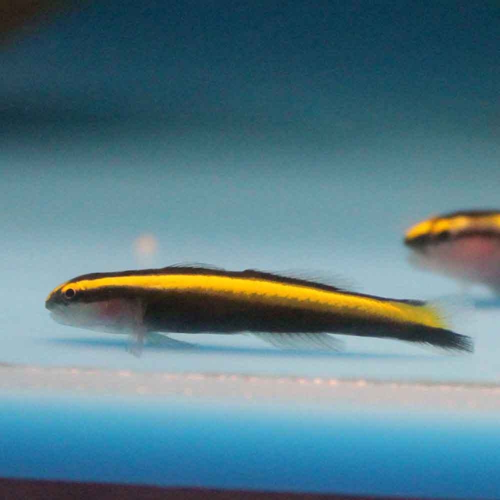 Yellowline Goby - Elacatinus figaro - Captive Bred