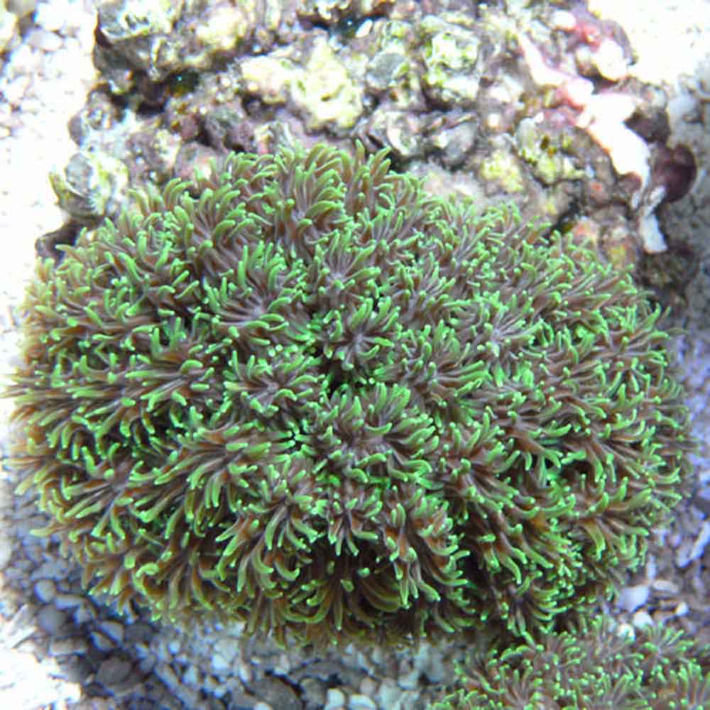 Green Galaxea Frag - Galaxea sp. | thatpetplace.com