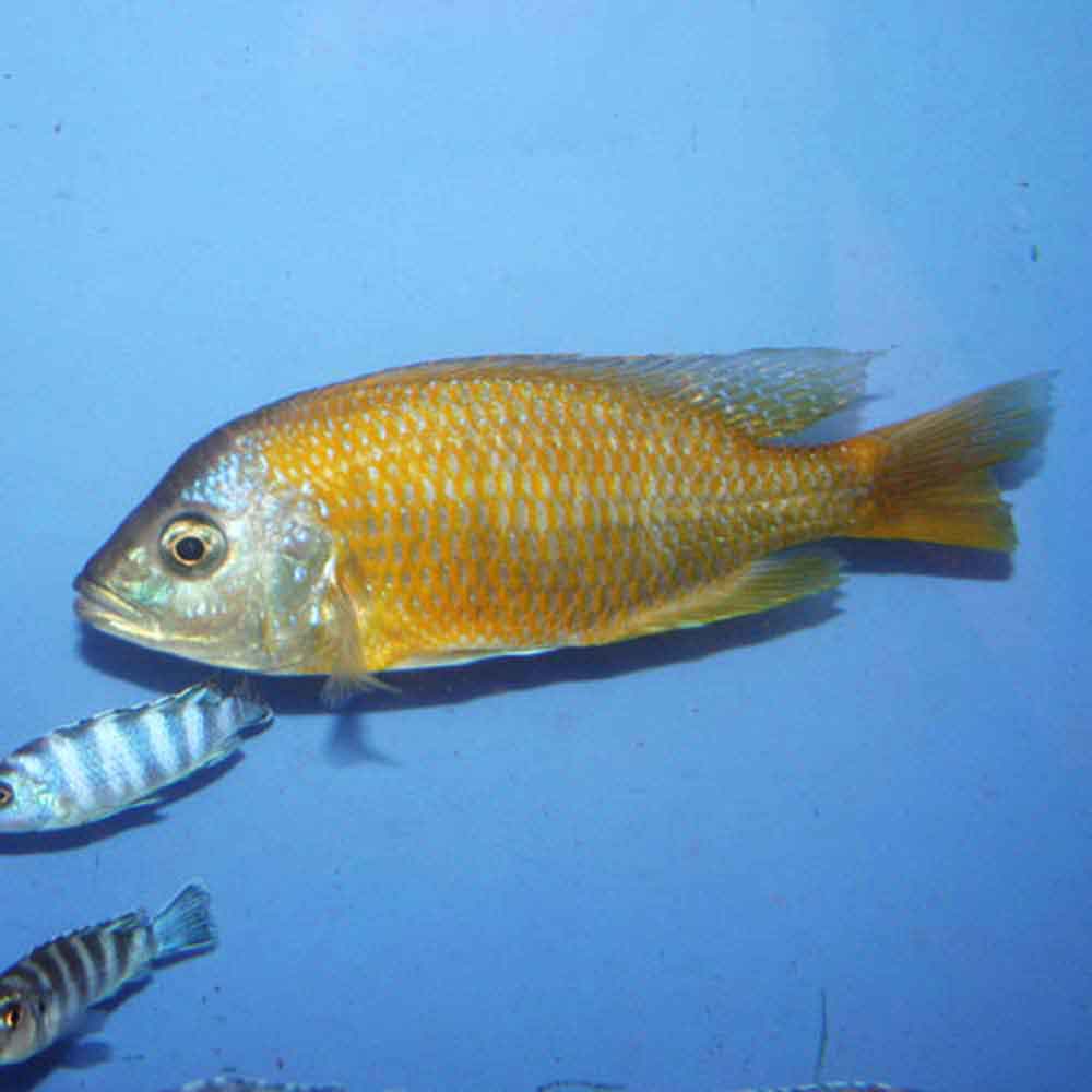 Kadango Red Fin - Copadichromis borleyi - Adult | ThatPetPlace.com